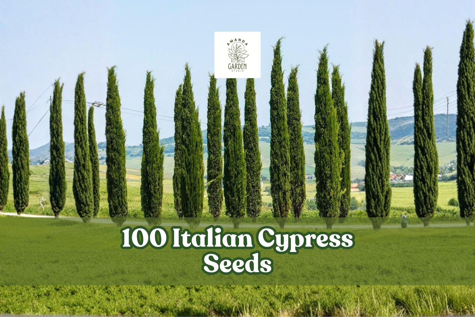 100 Italian Cypress Seeds for Planting | Evergreen Tree - Etsy