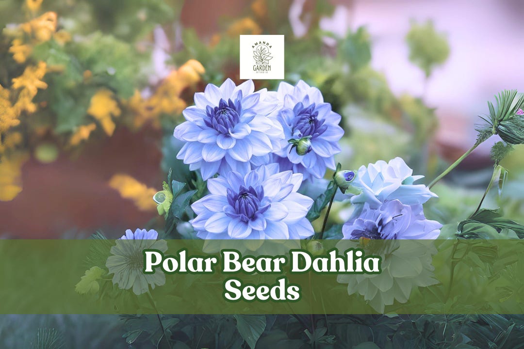50 Polar Bear Dahlia Seeds: White Pompon Blooms, USA Packed - Etsy