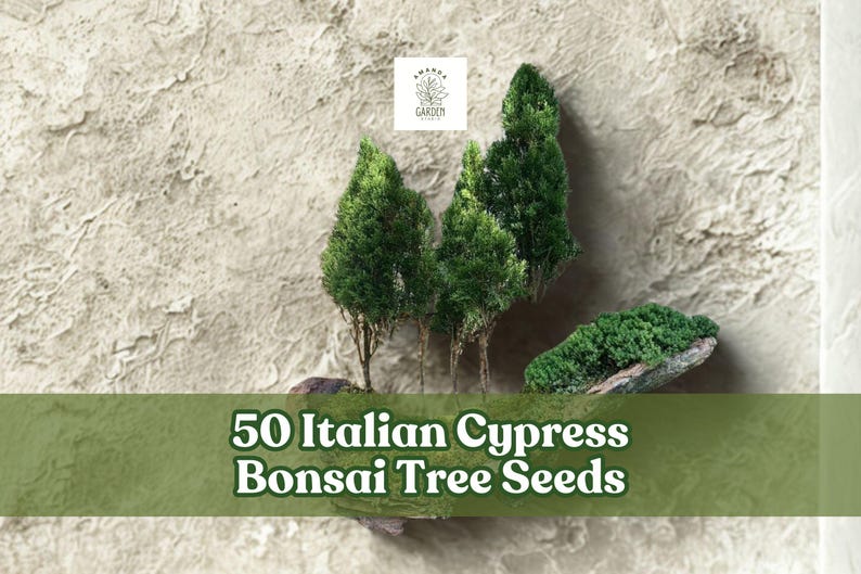 Italian Cypress Bonsai Tree Seeds for Planting | 50 Seeds | Cupressus ...