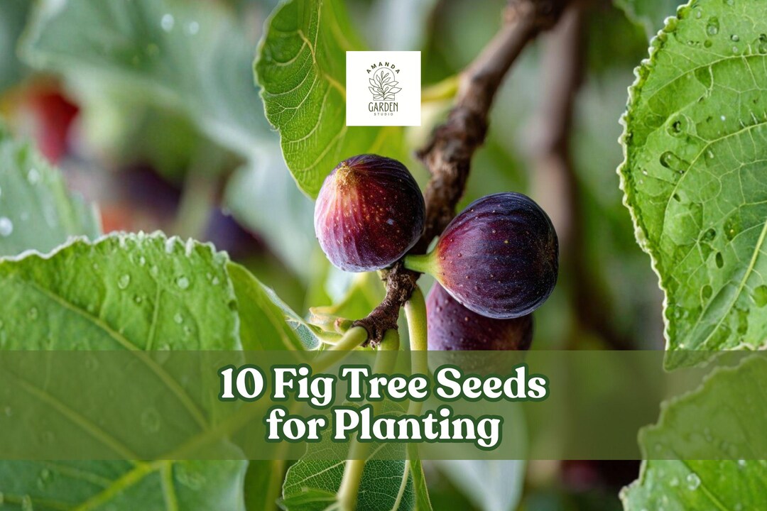 10 Fig Tree Seeds for Planting Ficus Carica - Etsy