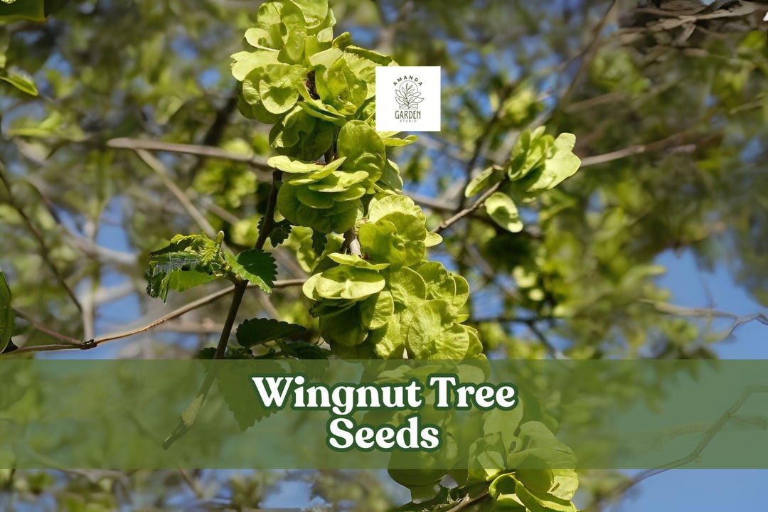 Wingnut Tree Seeds: Pterocarya Fraxinifolia - Hardy Shade Tree - Etsy