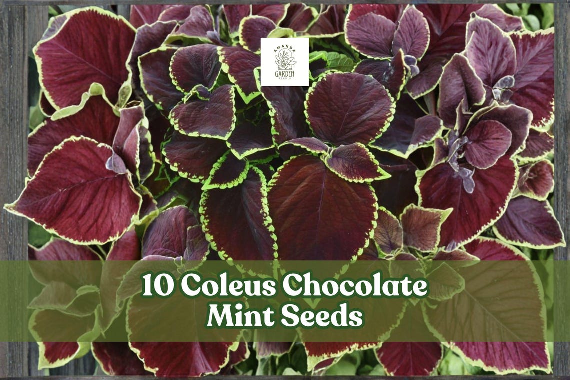 10 Coleus Chocolate Mint Seeds for Planting | Coleus Scutellarioides - Etsy