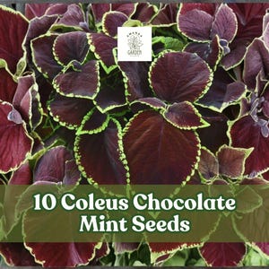 10 Coleus Chocolate Mint Seeds for Planting | Coleus Scutellarioides - Etsy