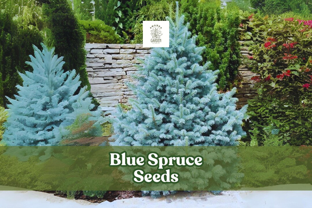 Colorado Blue Spruce Seeds: Ornamental Evergreen Tree, Hardy Zones 2-7 ...