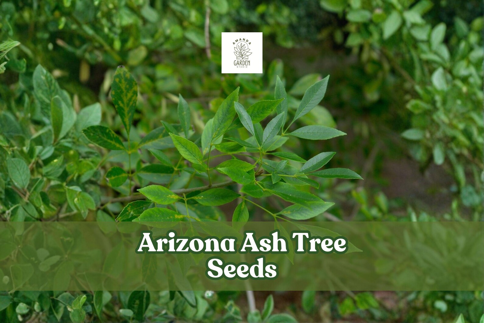 30 Arizona Ash Tree Seeds | Fast-growing, Drought Tolerant Shade Tree ...
