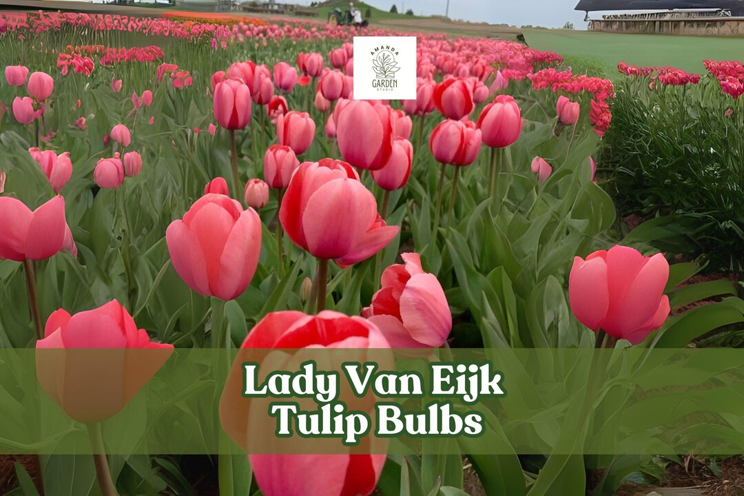 5 Lady Van Eijk Tulip Bulbs: Dark Pink Darwin Hybrid Perennial - Etsy