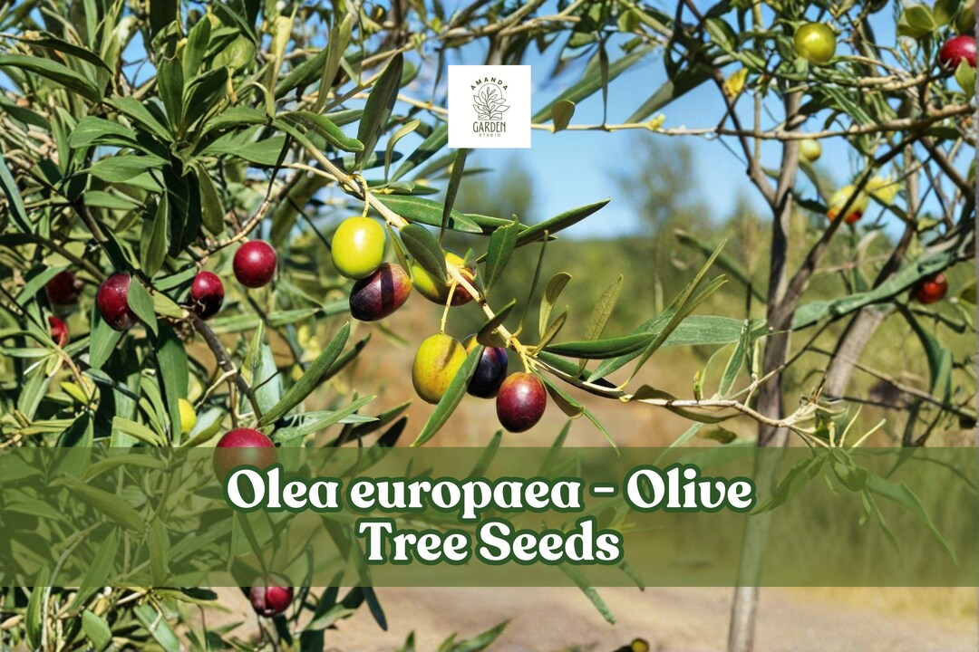 25 Olive Tree Seeds: Olea Europaea, Bonsai or Fruit Tree - Etsy
