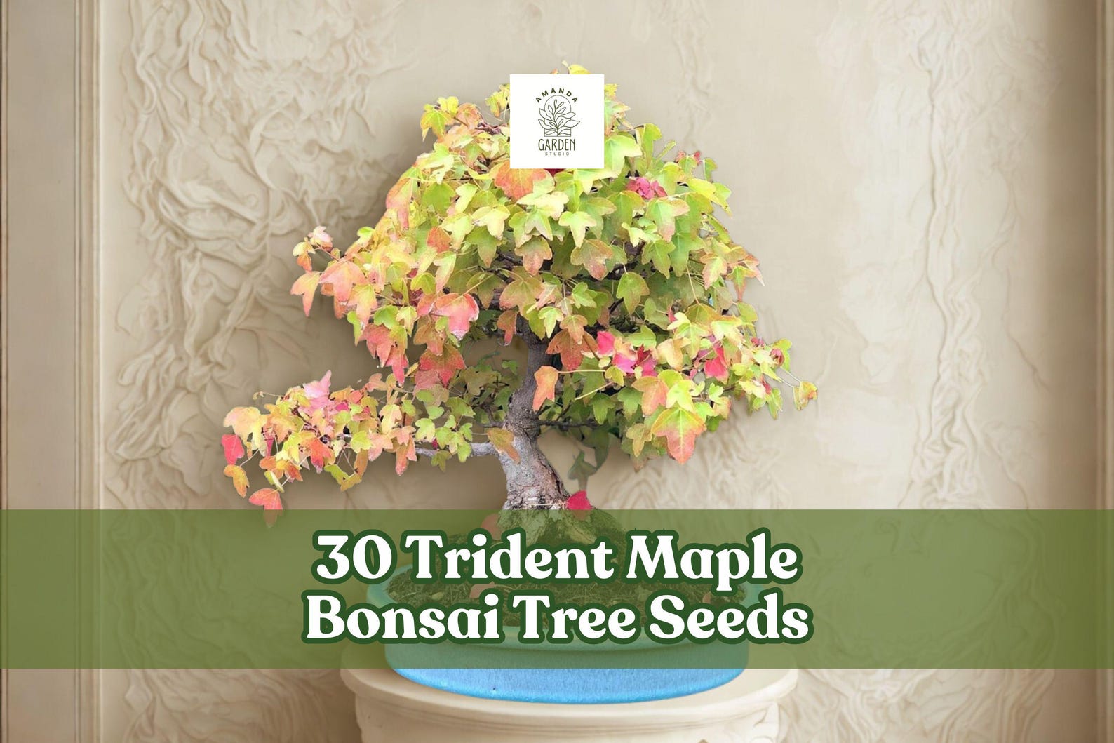 30 Trident Maple Bonsai Tree Seeds to Grow | Acer Buergerianum ...