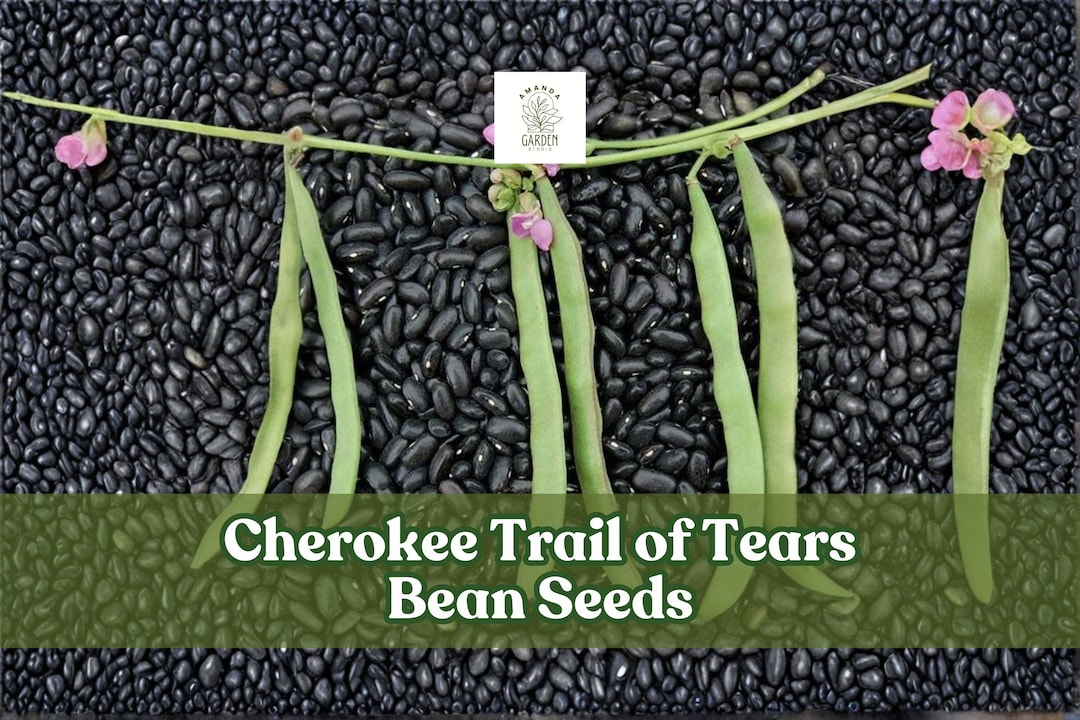 Cherokee Trail of Tears Bean Seeds: 20 Heirloom Pole Seeds - Etsy
