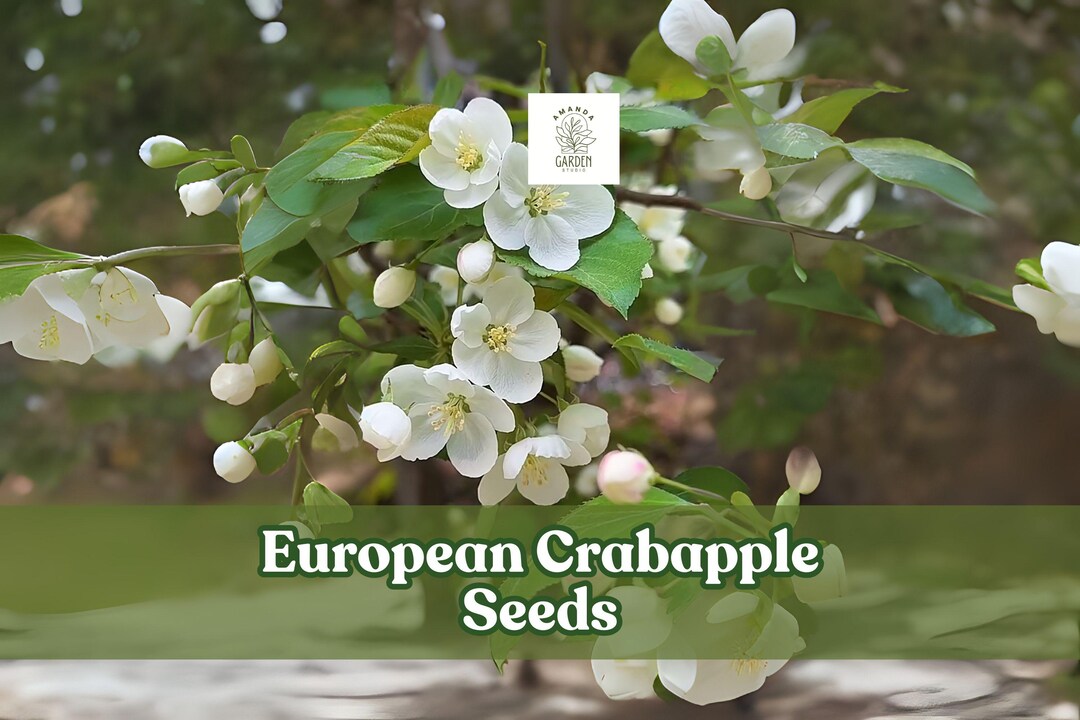 European Crabapple Seeds: Malus Sylvestris - Ornamental Tree - Etsy