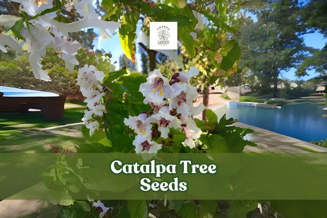 50 Catalpa Tree Seeds – Hardy Shade Tree – Large White Flowers ...
