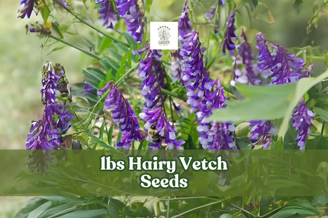 5 Lbs Hairy Vetch Seeds: Cover Crop, Bee Pasture, Nitrogen Fixer - Etsy