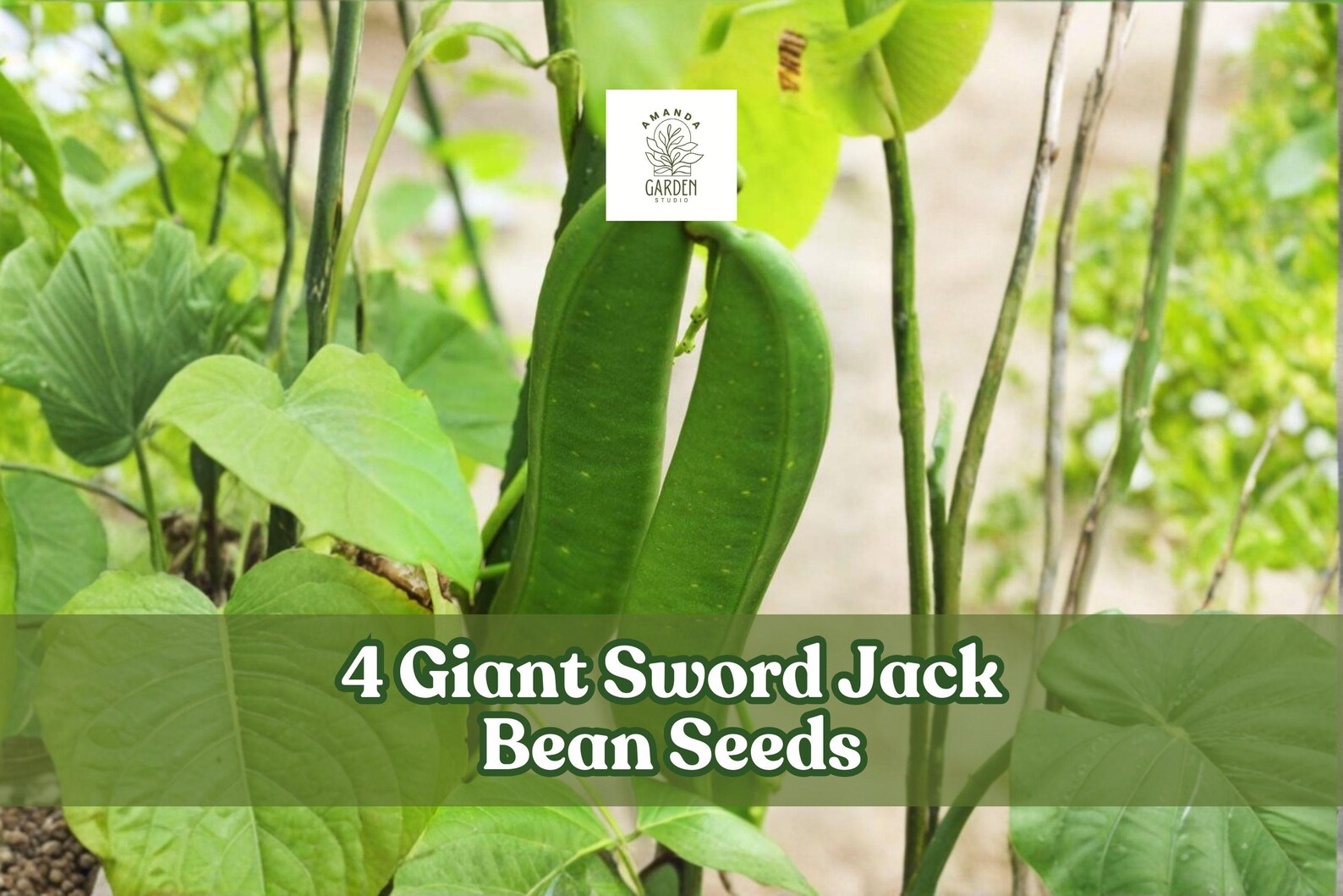 4 Giant Sword Jack Bean Seeds for Planting - Etsy