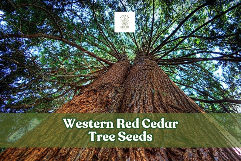 50 Western Red Cedar Tree Seeds – Thuja Plicata – Long-lived Evergreen ...
