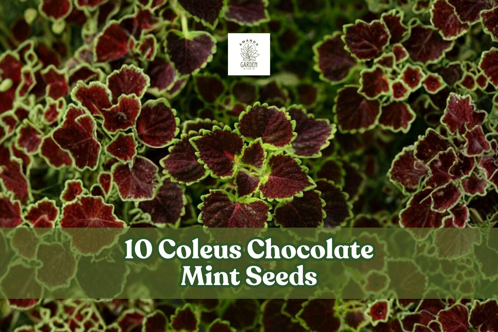 10 Coleus Chocolate Mint Seeds for Planting | Coleus Scutellarioides - Etsy