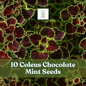 10 Coleus Chocolate Mint Seeds for Planting | Coleus Scutellarioides - Etsy