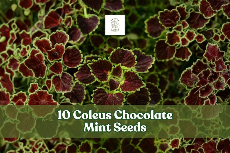 10 Coleus Chocolate Mint Seeds for Planting | Coleus Scutellarioides - Etsy
