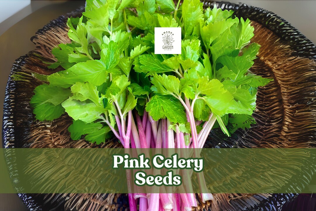 50 Pink Celery Seeds – Chinese Heirloom Apium Graveolens – Non-gmo ...