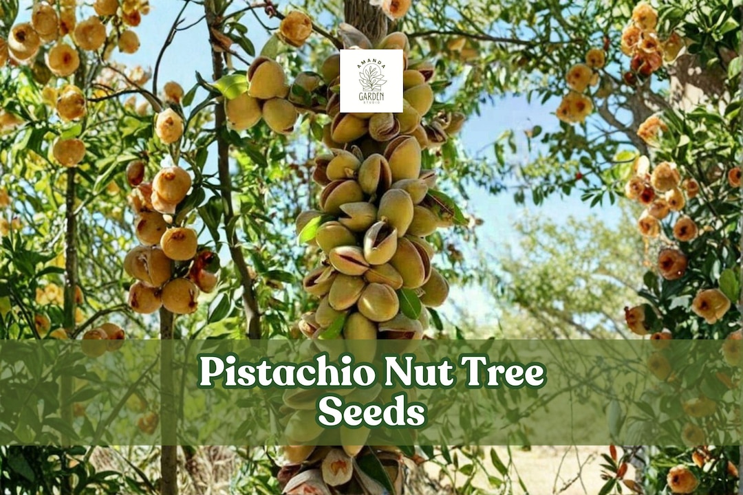 Pistachio Nut Tree Seeds: Grow Your Own, Drought-tolerant (10 Seeds) - Etsy