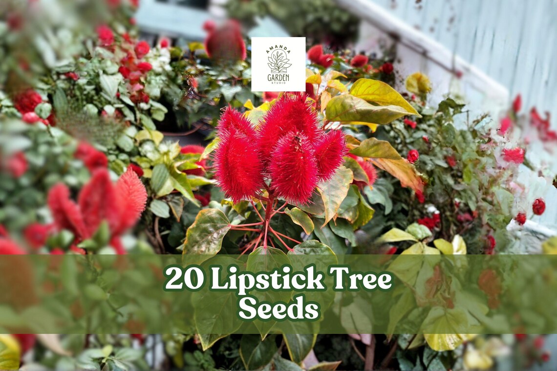 20 Lipstick Tree Seeds for Planting Ornamental Tree - Etsy