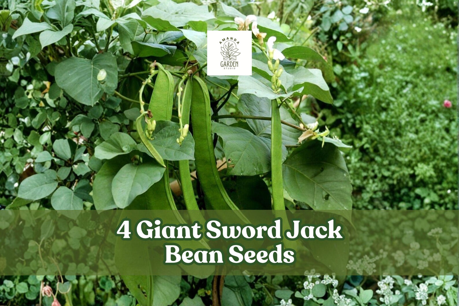 4 Giant Sword Jack Bean Seeds for Planting - Etsy
