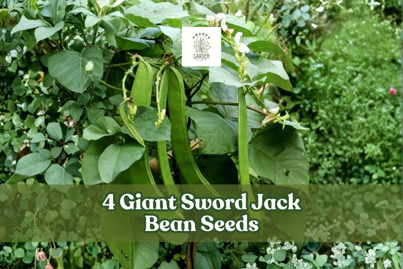 4 Giant Sword Jack Bean Seeds for Planting - Etsy