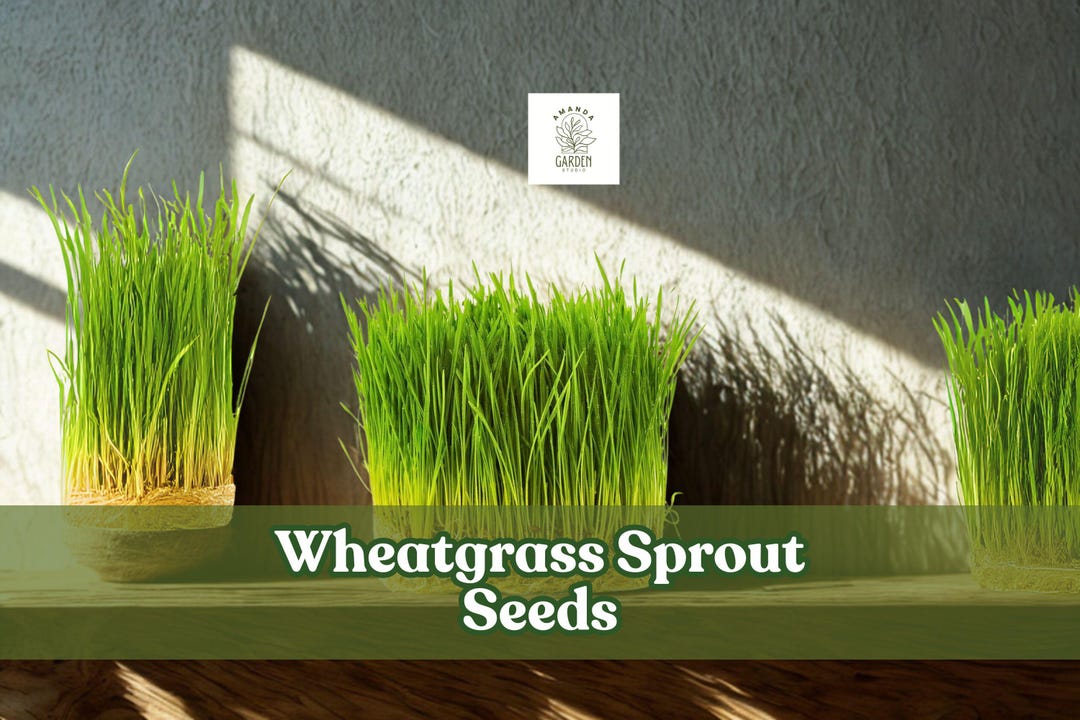 Wheatgrass Sprout Seeds: Non-gmo, Easy Grow, Juicing & Pet Grass - Etsy