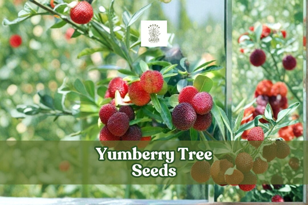 10 Yumberry Tree Seeds: Exotic Chinese Bayberry (myrica Rubra) - Etsy