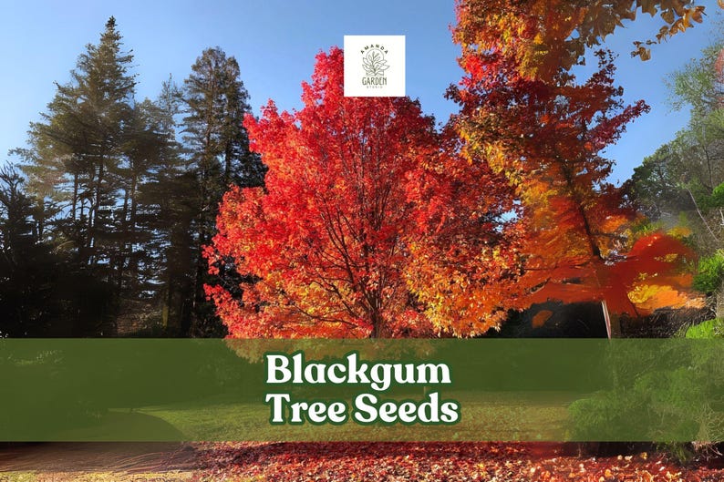 Blackgum Tree Seeds – Nyssa Sylvatica, Stunning Fall Foliage - Etsy