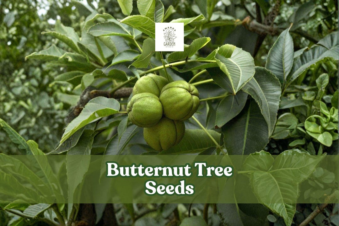 5 Butternut Tree Seeds: Juglans Cinerea, White Walnut, Edible Nuts - Etsy