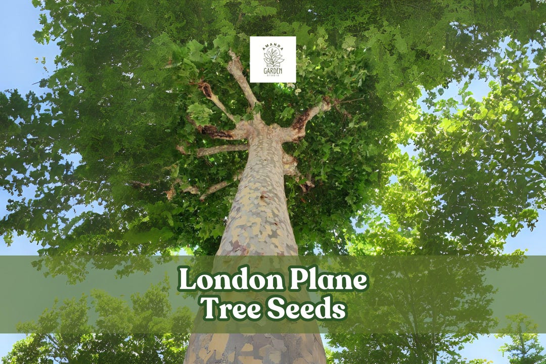 50 London Plane Tree Seeds – Platanus Acerifolia – Hardy Shade Tree ...