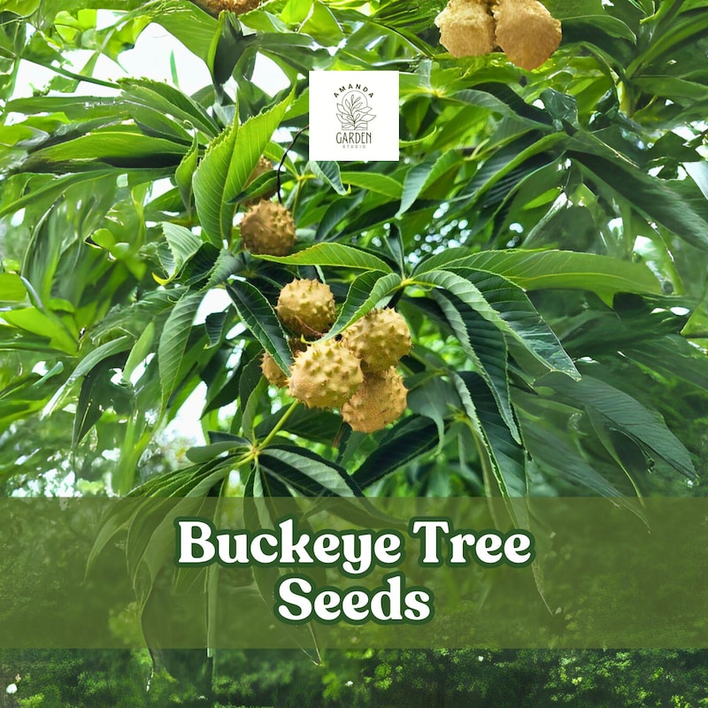 Buckeye Tree - Etsy
