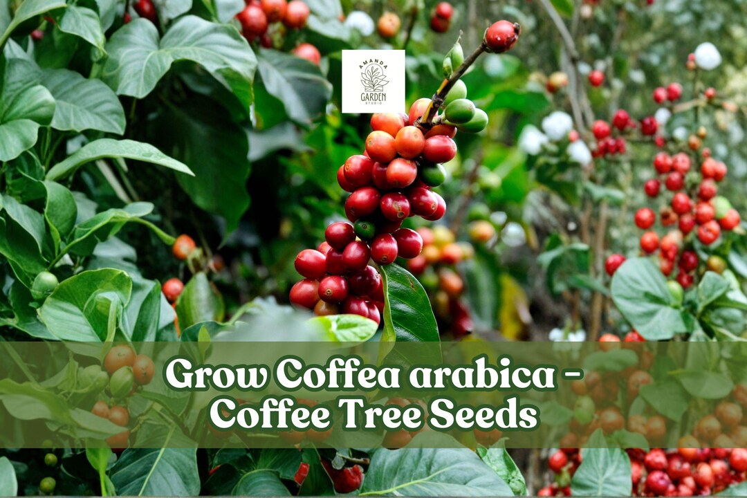 20 Coffea Arabica Seeds | Tropical Coffee Tree, Bonsai Starter - Etsy