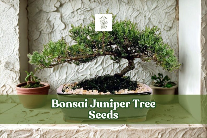 10+ Bonsai Juniper Tree Seeds for Planting – Juniperus Chinensis Seeds ...