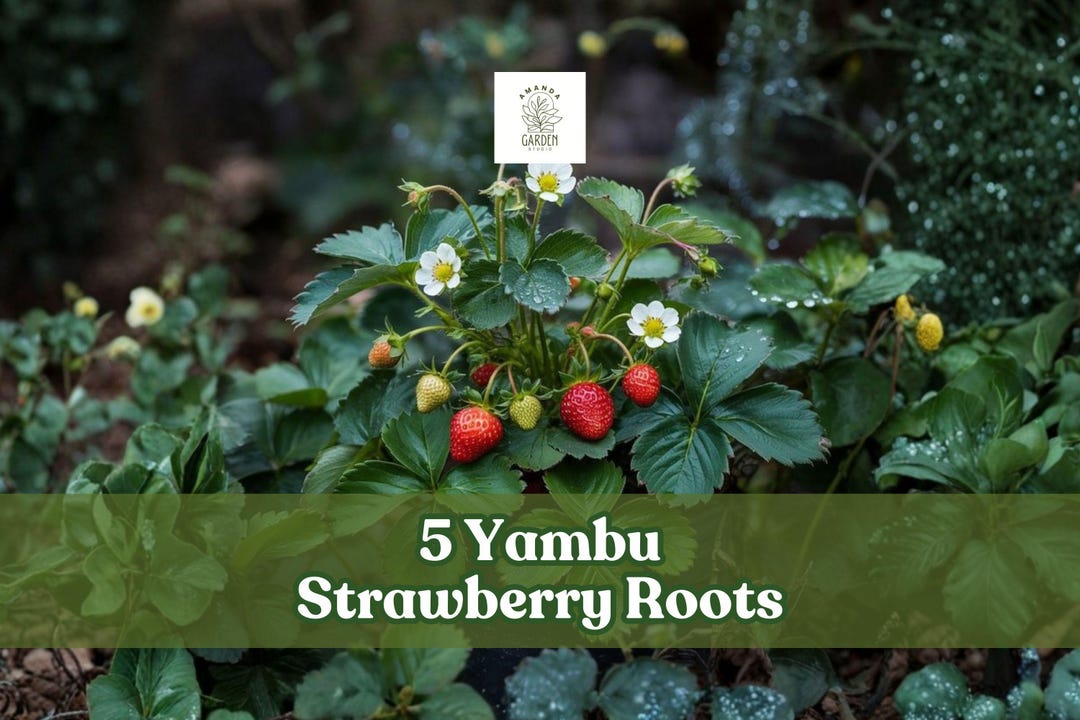 5 Yambu Strawberry Roots to Grow | Live Bare Root Strawberry Plants ...