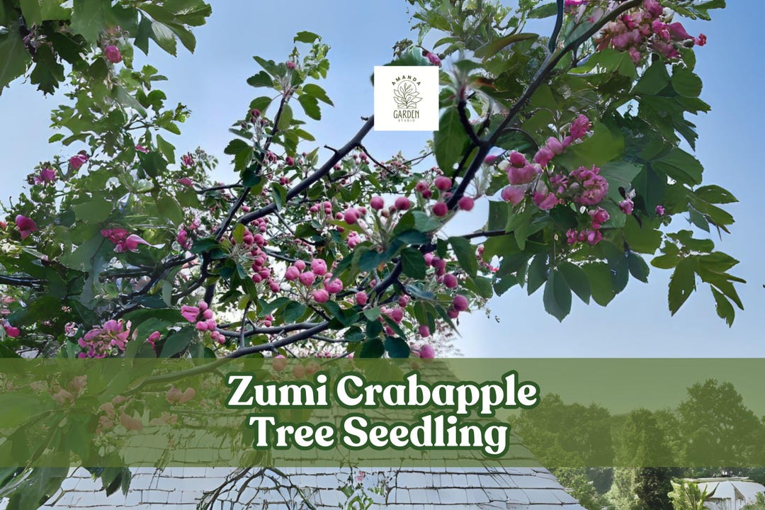 Zumi Crabapple Tree Seedling: Pink White Blossoms, Hardy Ornamental ...
