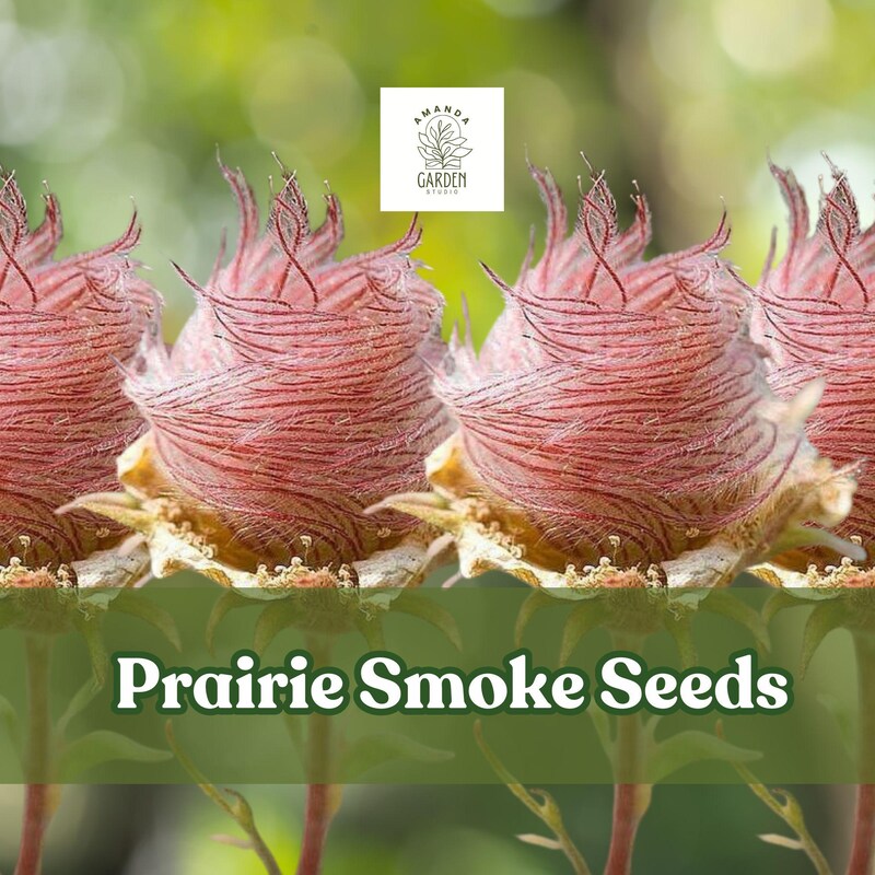 Prairie Smoke - Etsy
