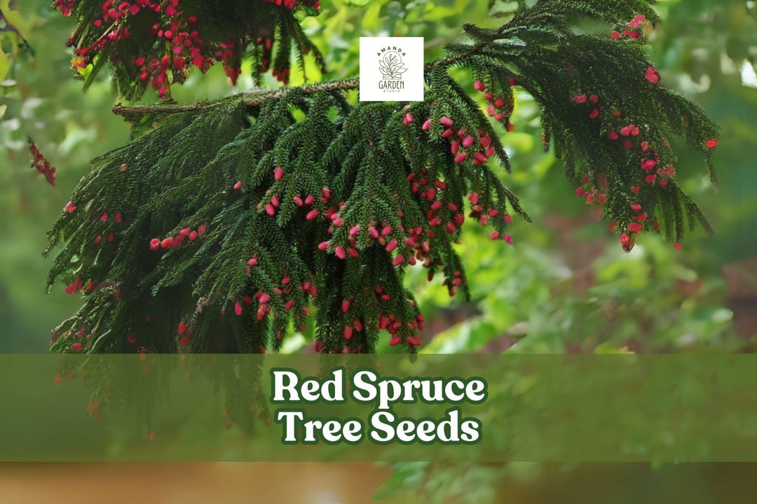 30 Red Spruce Tree Seeds – Picea Rubens – Hardy Evergreen Conifer for ...
