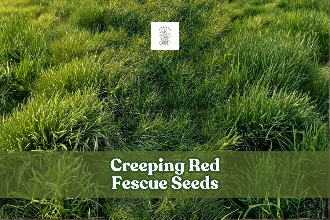 1,000 Creeping Red Fescue Seeds | Festuca Rubra | Low-maintenance Lawn ...