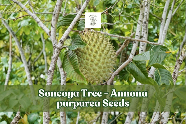 5 Soncoya Tree Seeds: Rare Annona Purpurea Tropical Fruit - Etsy