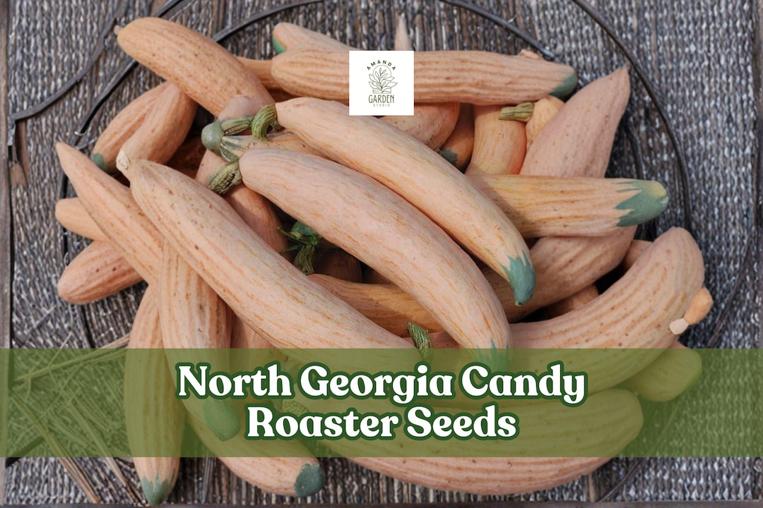 North Georgia Candy Roaster Squash Seeds - 10 Heirloom Seeds - Etsy