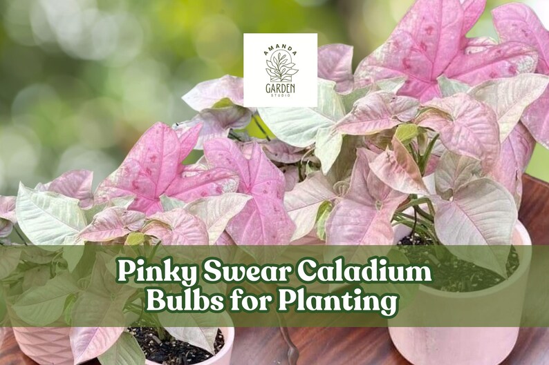 Pinky Swear Caladium Bulbs: Pink & Green Elephant Ear Foliage - Etsy