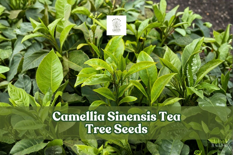 12 Tea Tree Seeds (camellia Sinensis): Hardy Evergreen Shrub - Etsy