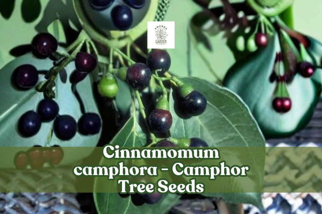 10 Camphor Tree Seeds: Fragrant Cinnamomum Camphora, Bonsai Shade Tree ...