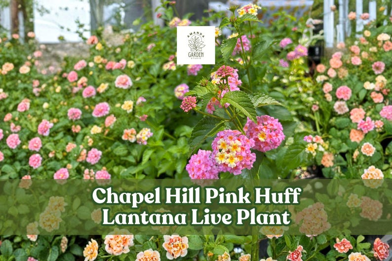 Chapel Hill Pink Huff Lantana Live Plant | Hardy Pink Yellow Perennial ...