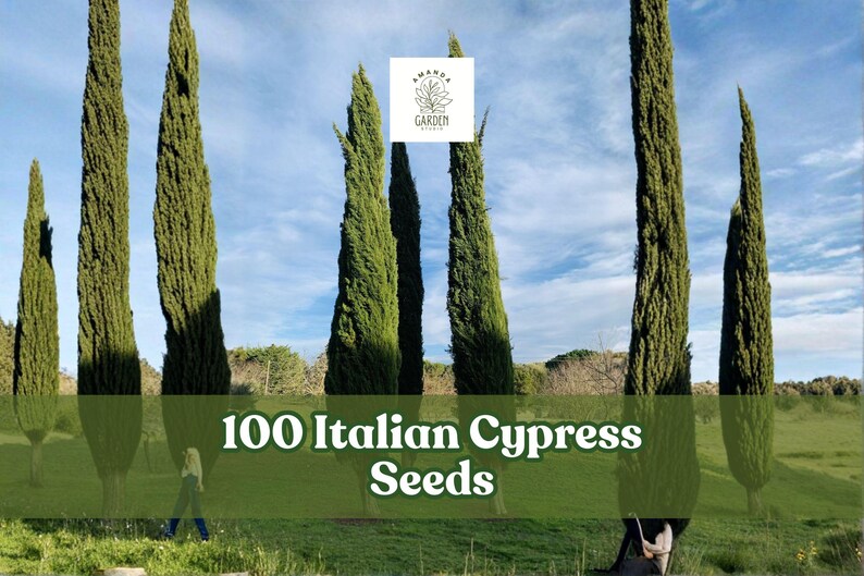 100 Italian Cypress Seeds for Planting | Evergreen Tree - Etsy