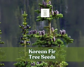 Korean Fir Tree (abies Koreana) Seeds - Etsy
