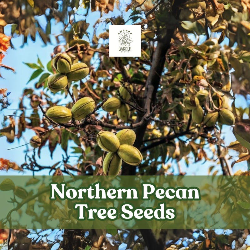Pecan Tree - Etsy
