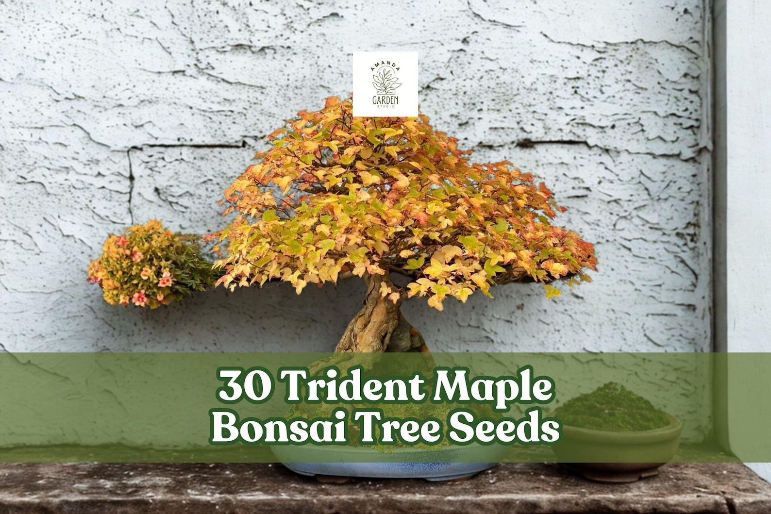 30 Trident Maple Bonsai Tree Seeds to Grow | Acer Buergerianum ...