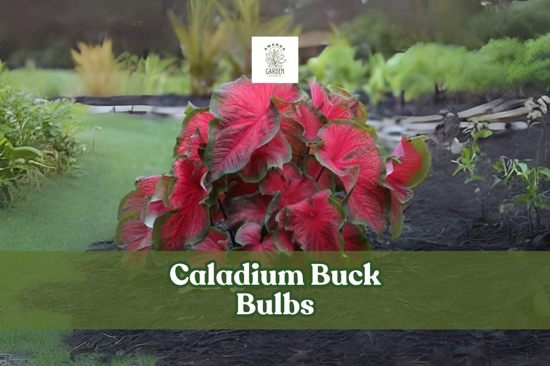 Caladium Buck Bulbs: Red & Green Tropical Foliage - 6 Live Tubers - Etsy